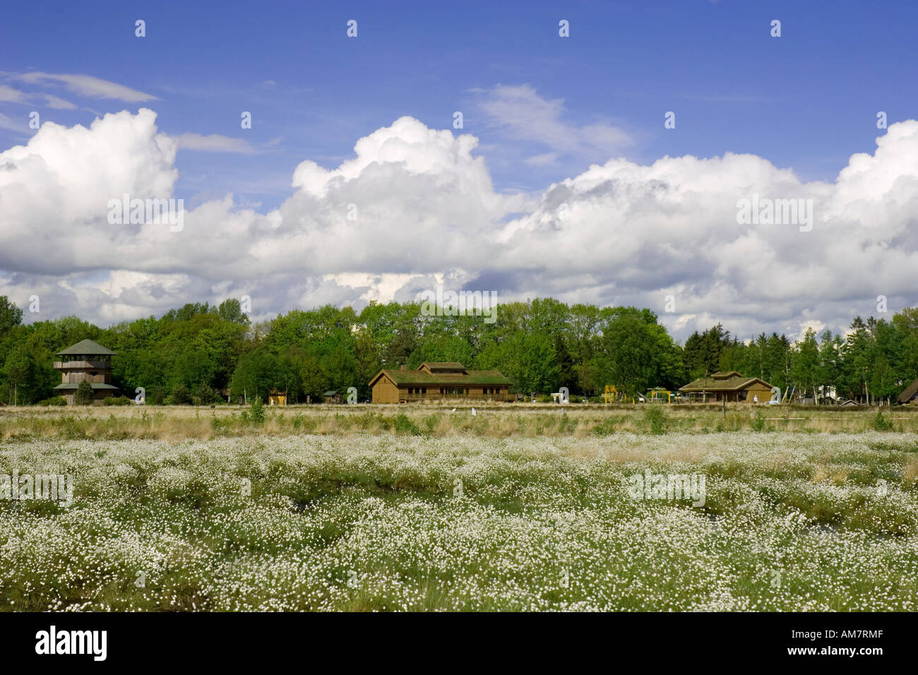 Moor birke spring hi-res stock photography and images - Alamy
