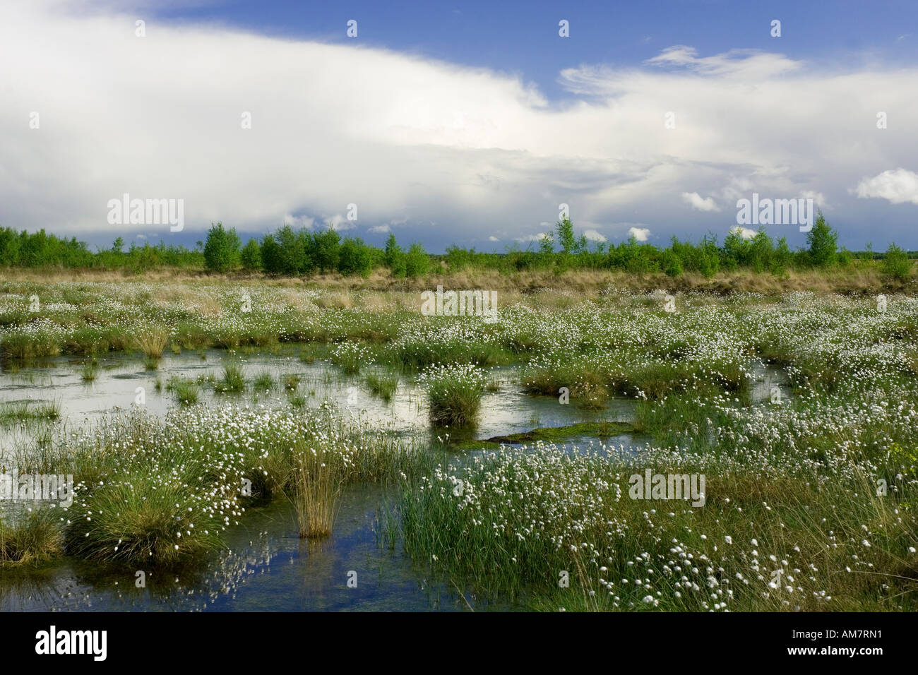 Spring Colours at the Goldenstedter Moor NP, North Germany Stock Photo ...