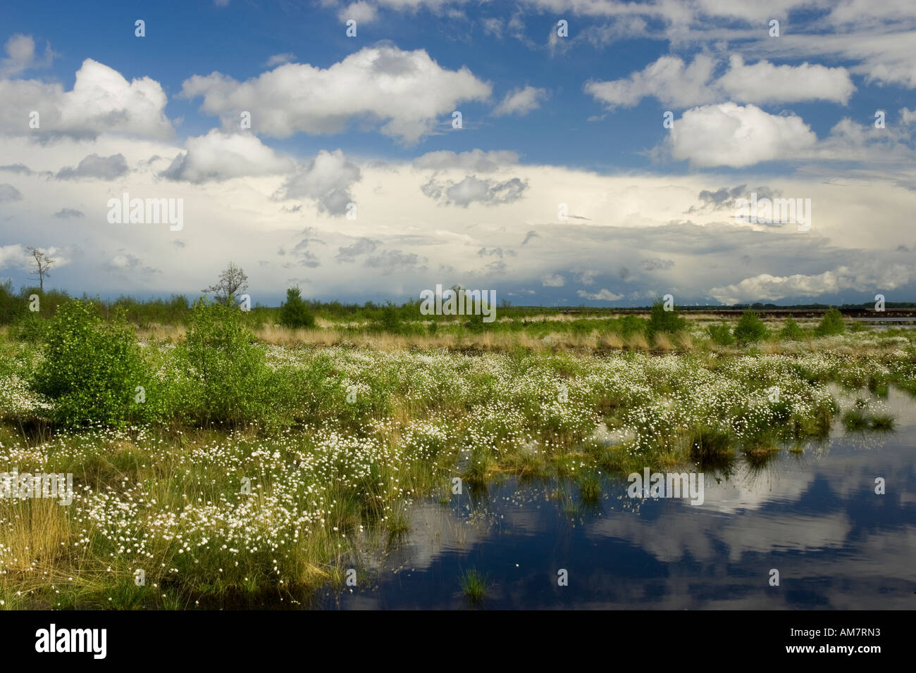 Moor birke spring hi-res stock photography and images - Alamy