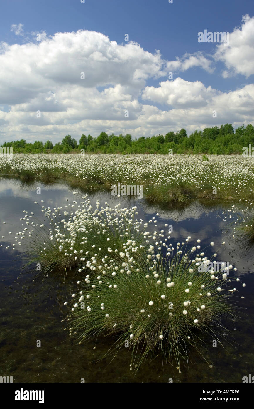 Spring Colours at the Goldenstedter Moor NP, North Germany Stock Photo ...