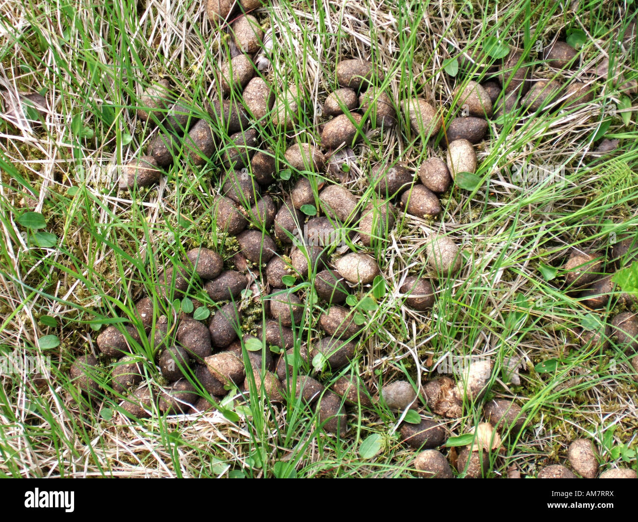 Elk Droppings