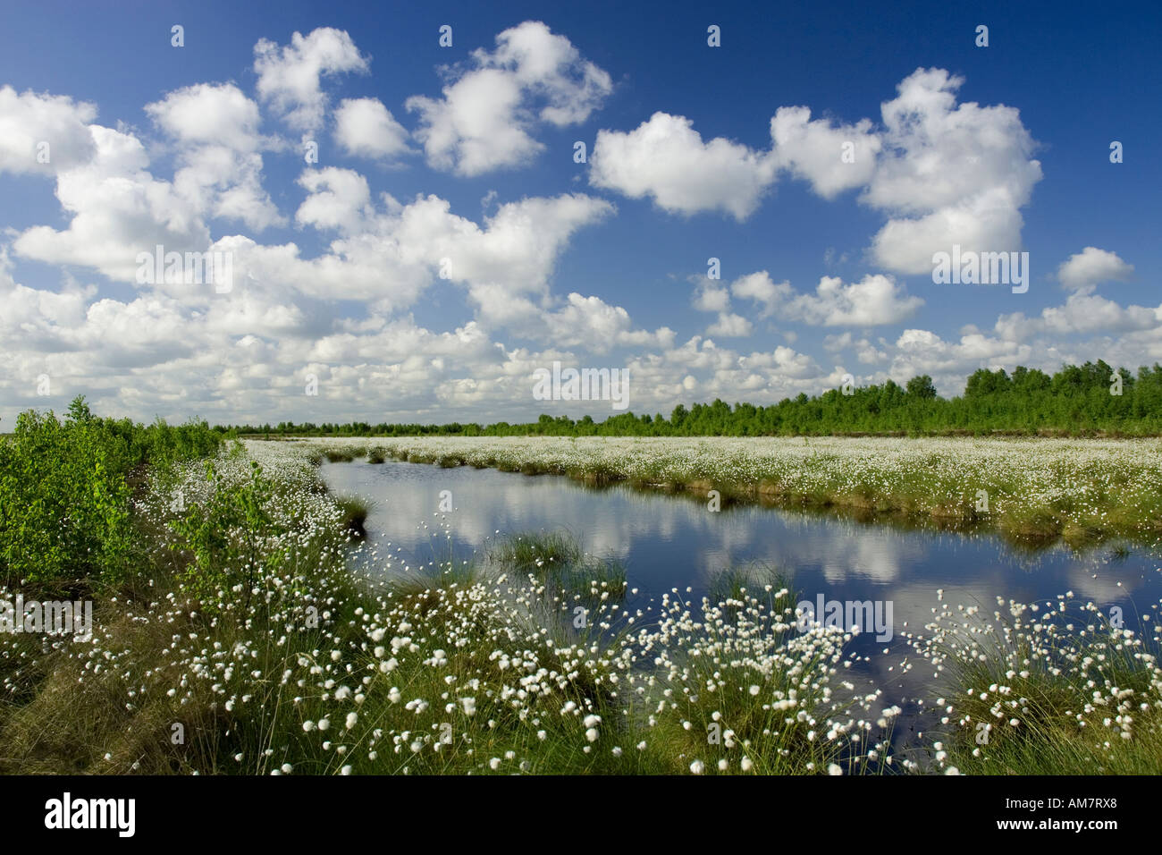 Goldenstedter Moor (swamp) NP (Naturschutzgebiet) North Germany ...