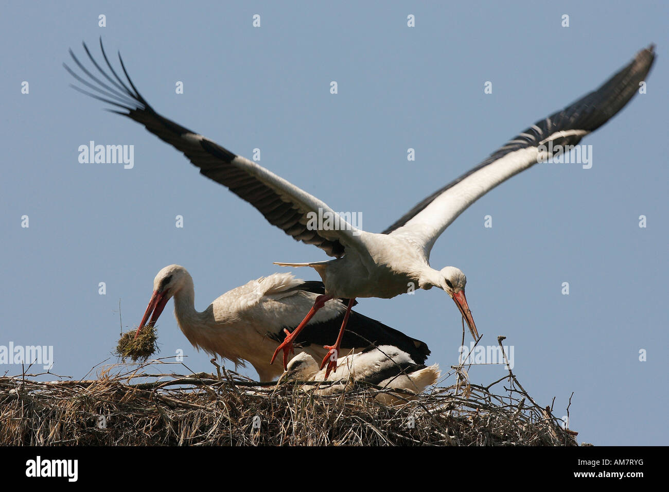 White Stork with chicks ( Ciconia ciconia Stock Photo - Alamy