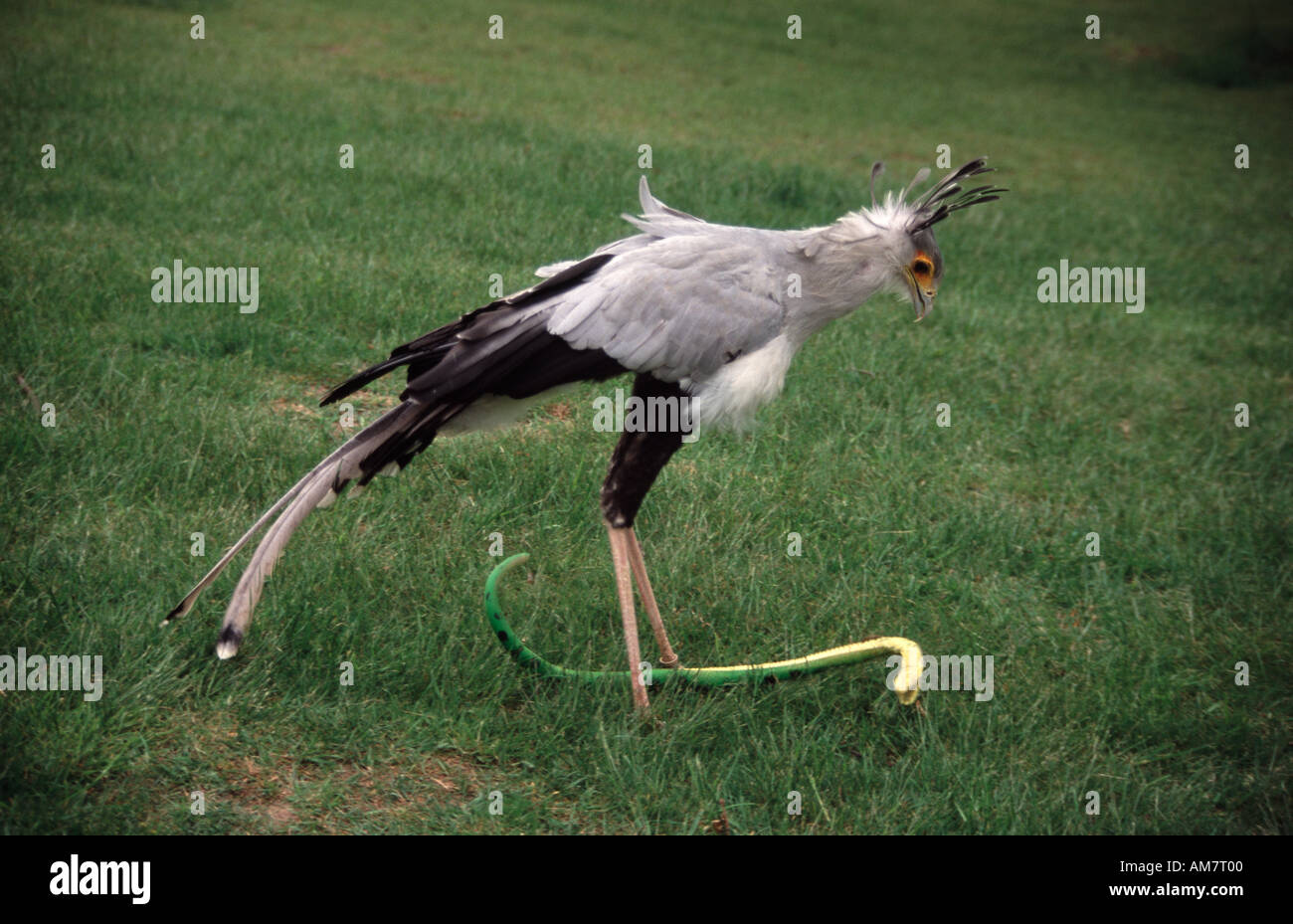 Eats insects and snakes hi-res stock photography and images - Alamy