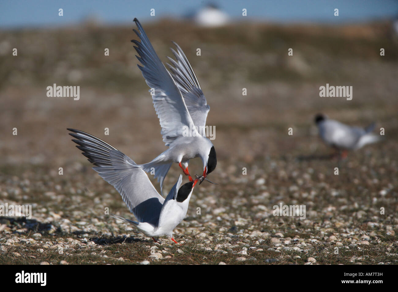 Common terns mating hi-res stock photography and images - Alamy
