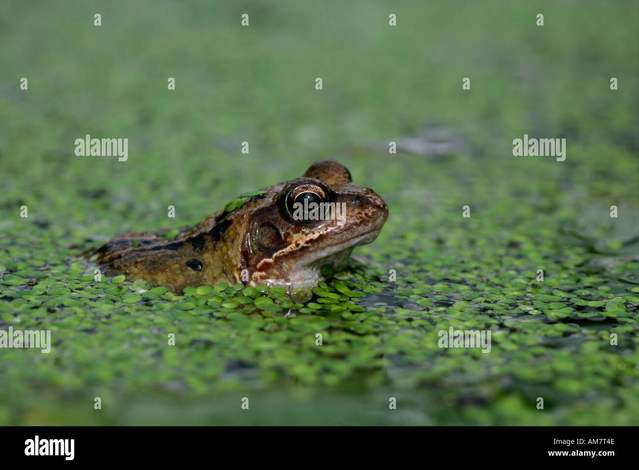 COMMON FROG Rana temporaria Stock Photo - Alamy