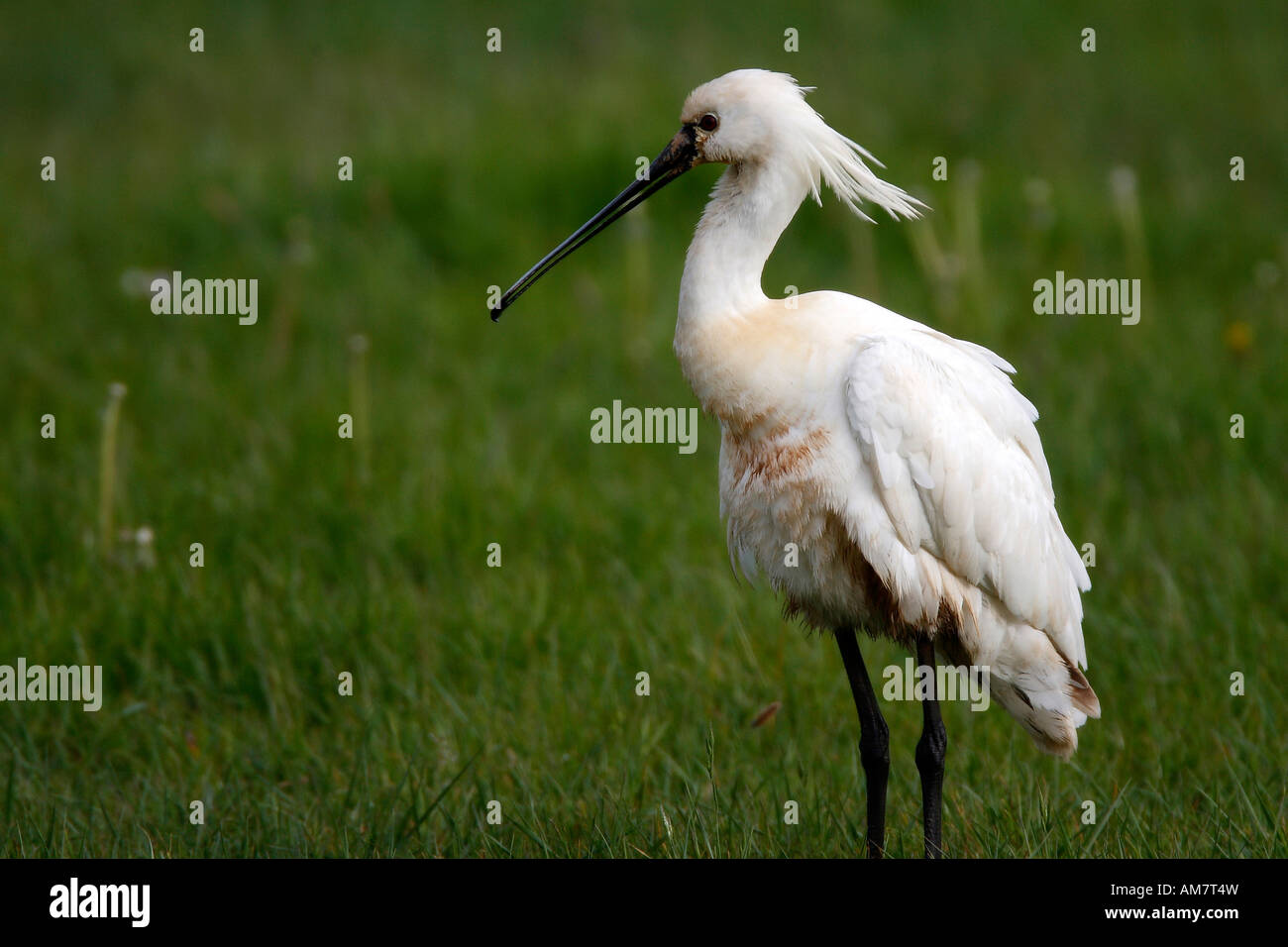 Löffler platalea leucorodia hi-res stock photography and images - Alamy