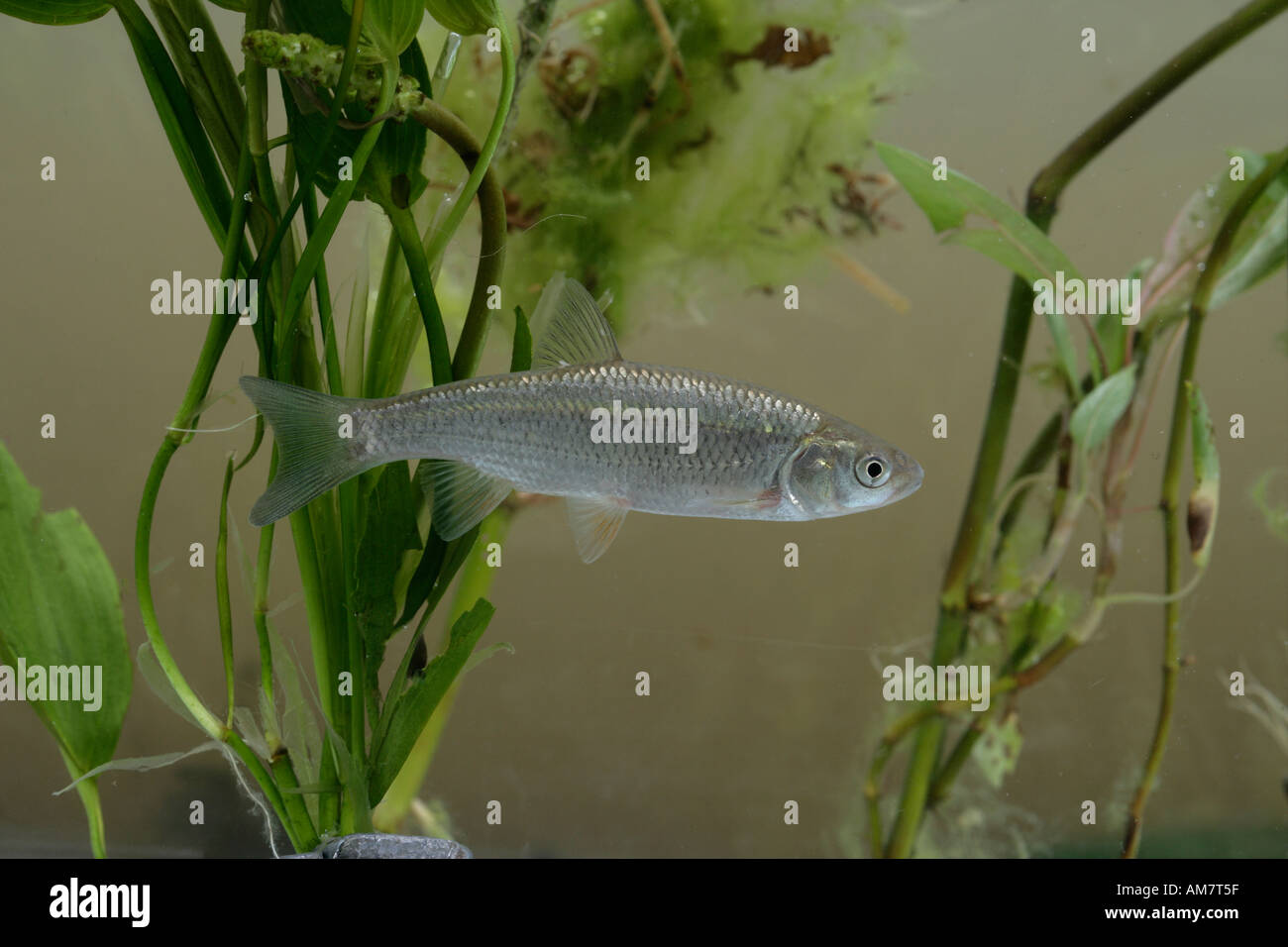 Dace leuciscus leuciscus hi-res stock photography and images - Alamy