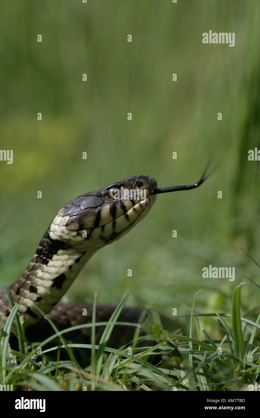 GRASS SNAKE Natrix natrix Stock Photo - Alamy