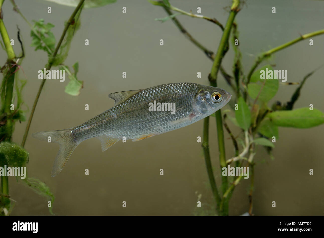 ROACH Rutilus rutilus Stock Photo - Alamy