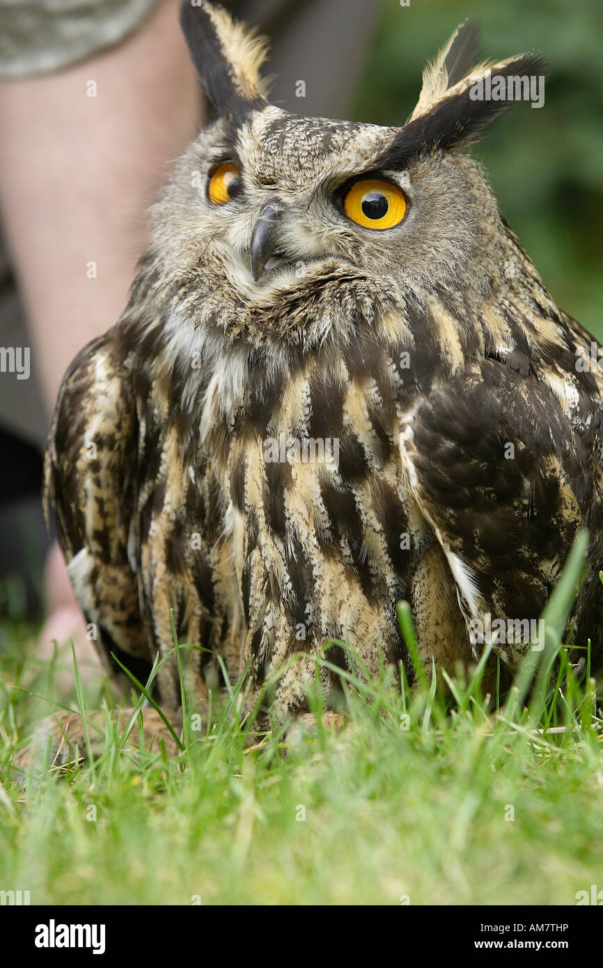 Eagle Owl ( Bubo bubo Stock Photo - Alamy