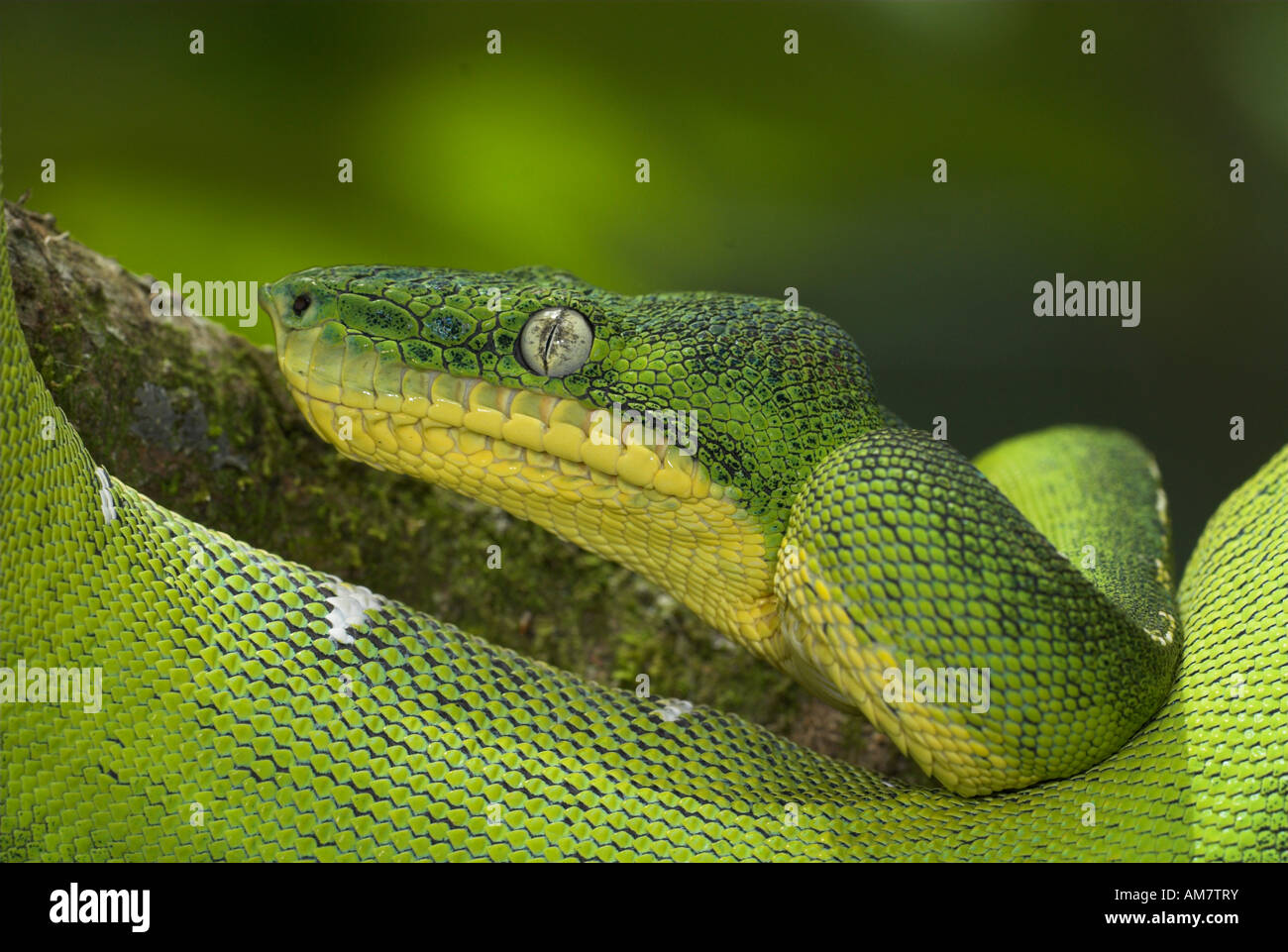 Emerald Tree Boa Snake Corallus caninus South America Stock Photo - Alamy