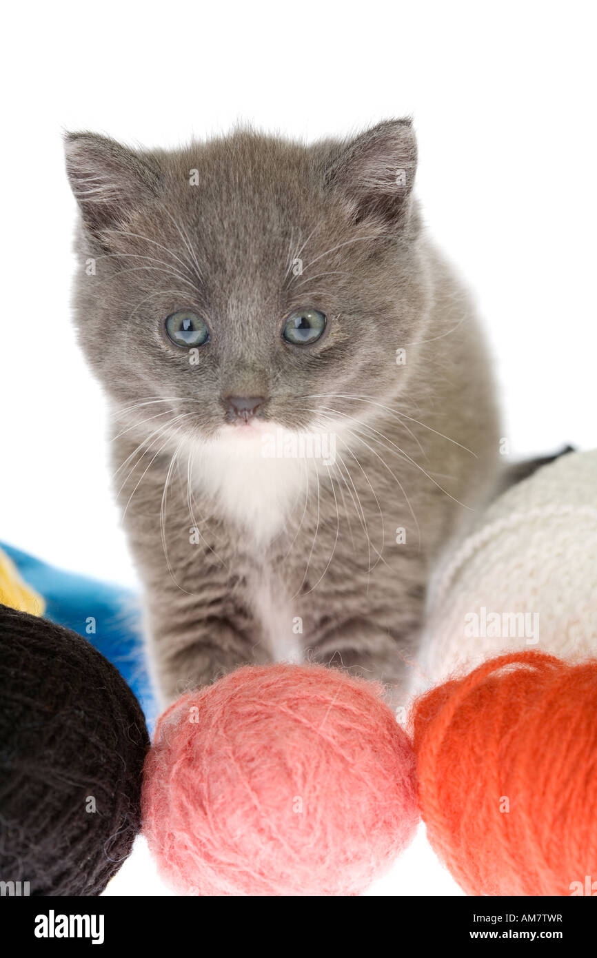 grey kitten and some ball of yarns Stock Photo - Alamy