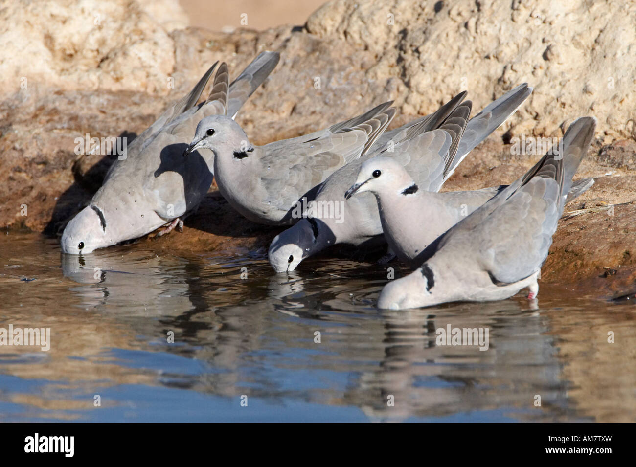 Cape turtle dove or ring necked dove hi-res stock photography and ...