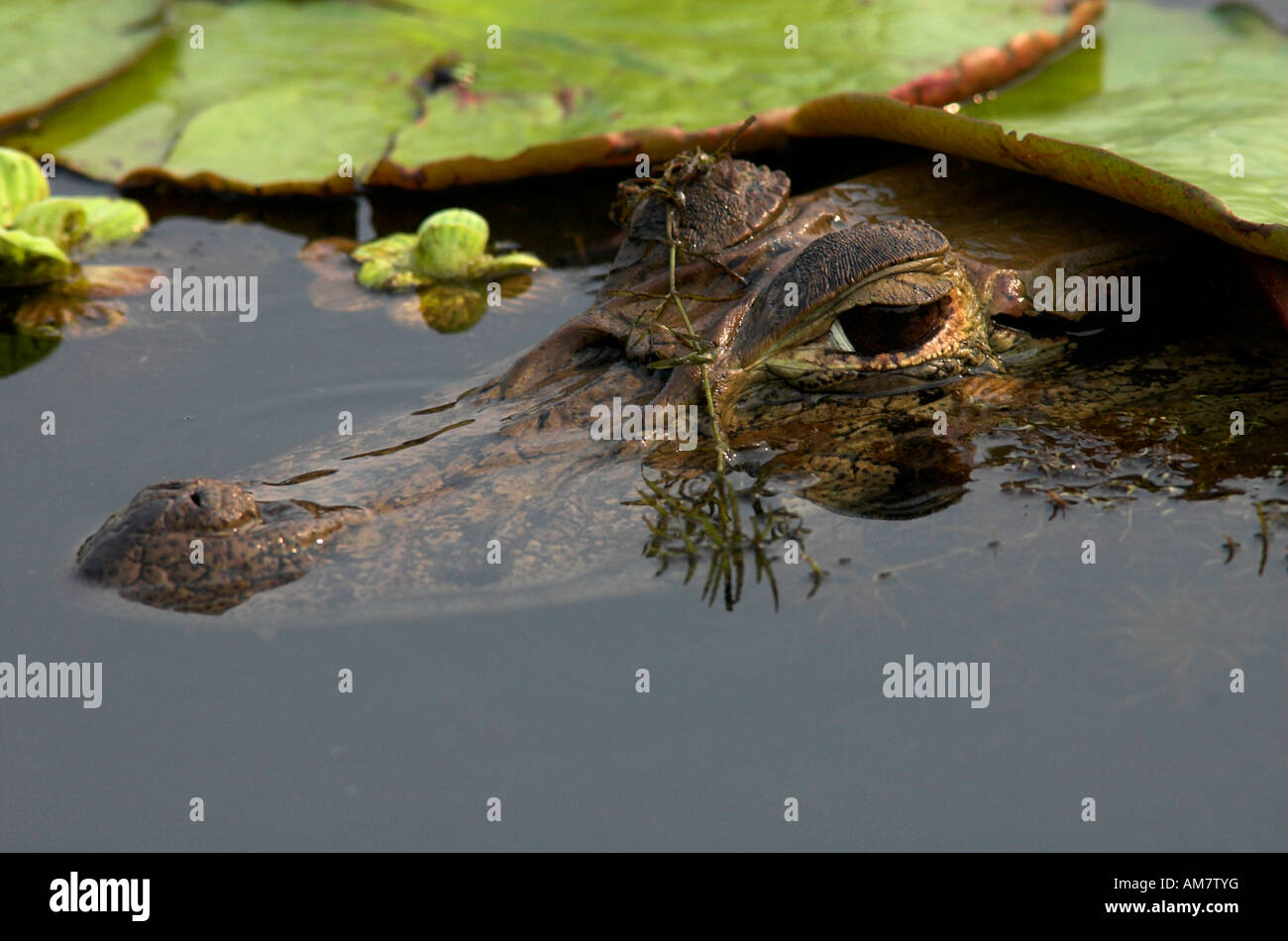 Spectacled Caimen Caiman crocodilus Blanco Lake Peru Stock Photo - Alamy