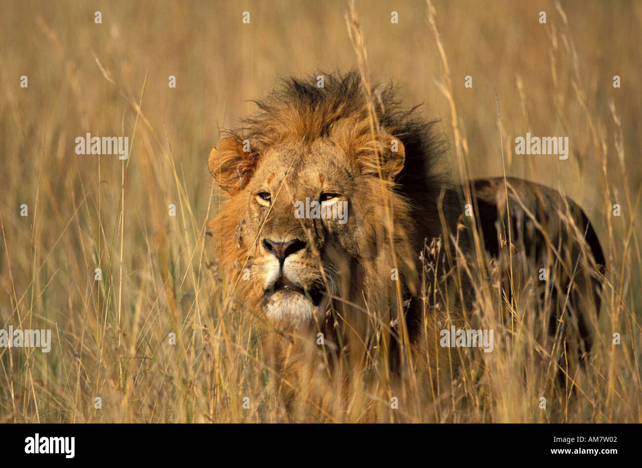 Lion Male Panthera Leo watching prey Masai Mara Kenya Stock Photo - Alamy