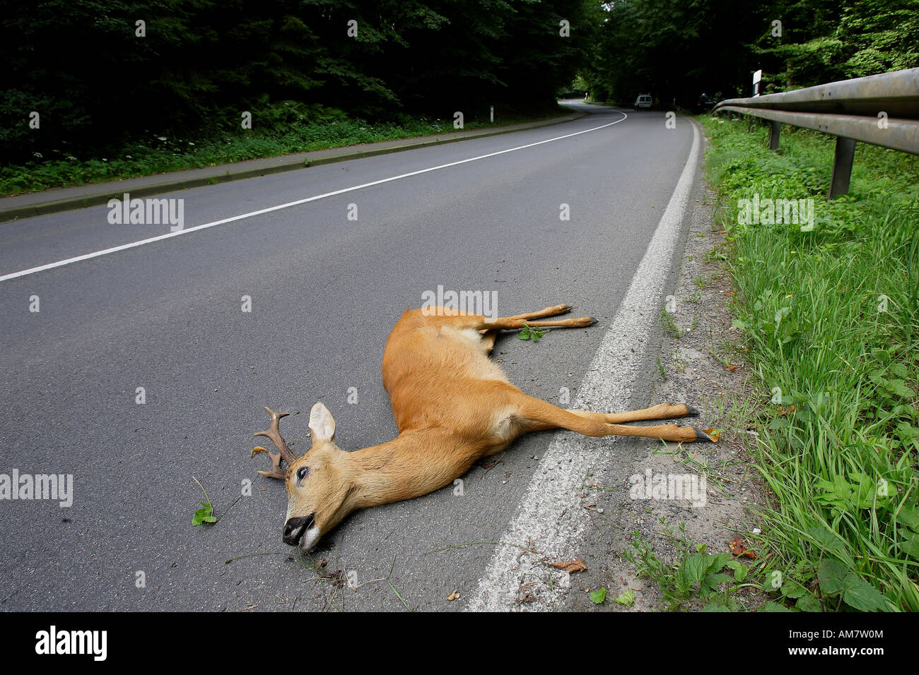Deer accident, Kuerten, North Rhine-Westphalia, Germany Stock Photo - Alamy