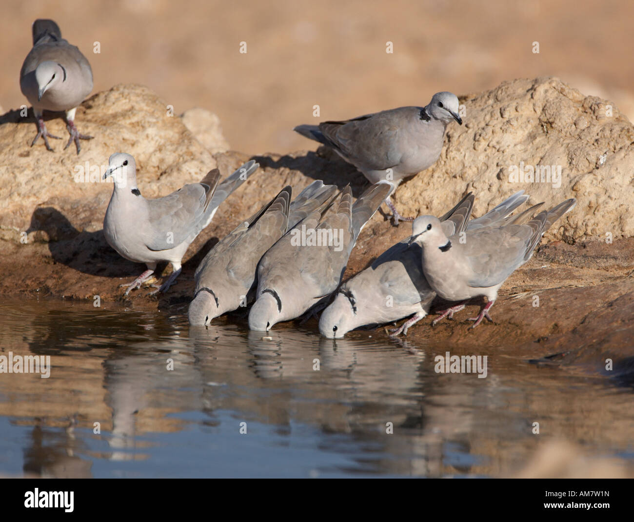 Cape turtle dove or ring necked dove hi-res stock photography and ...