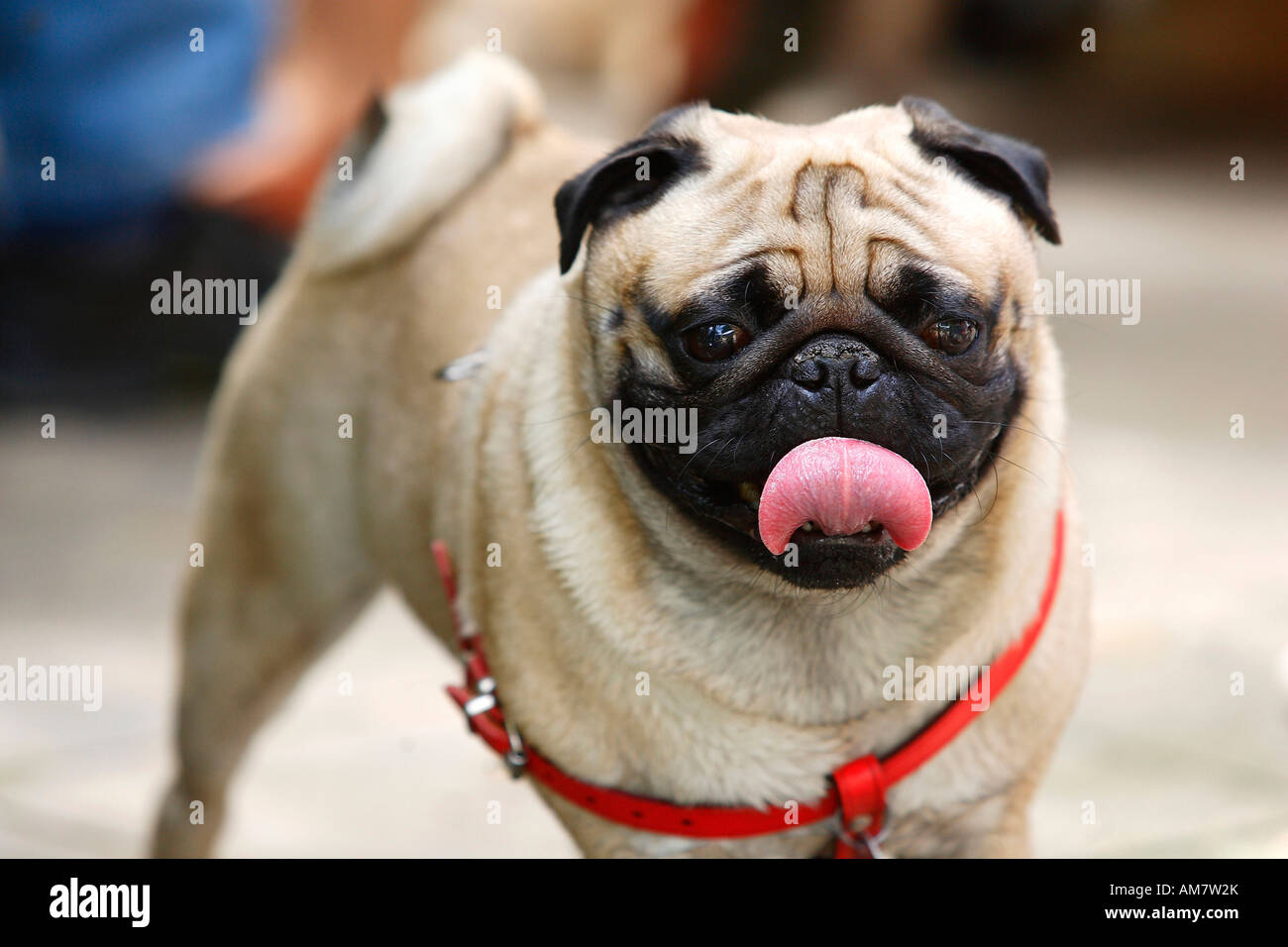 Pug hund hi-res stock photography and images - Alamy