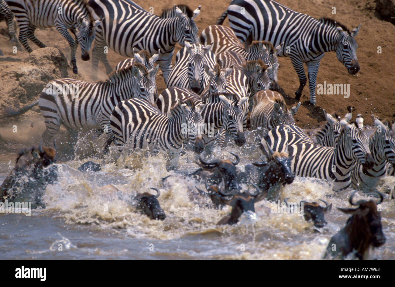 Zebra stampede hi-res stock photography and images - Alamy