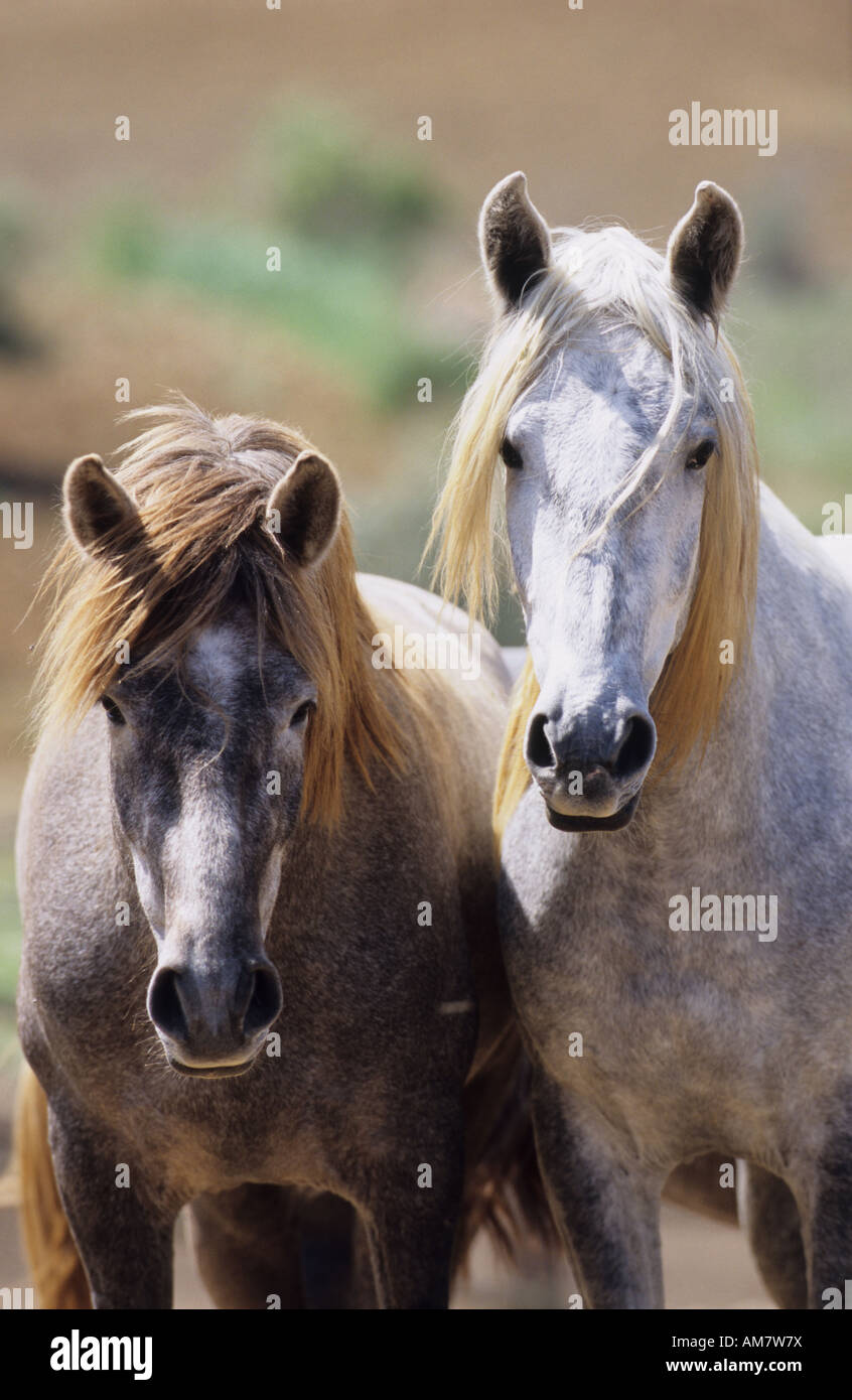 Andalusian Horse (Equus caballus), two young stallions looking into the ...