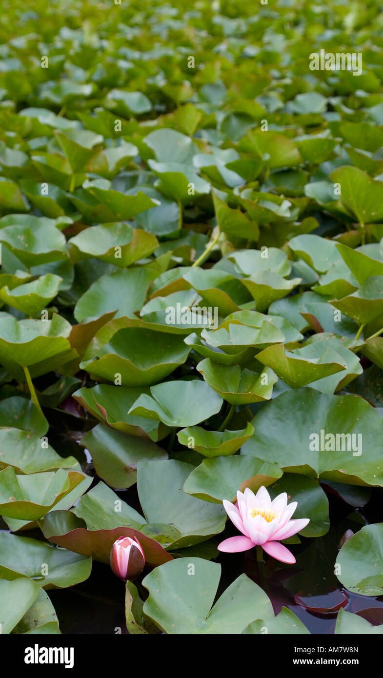 A water lily (Nymphaea Stock Photo - Alamy