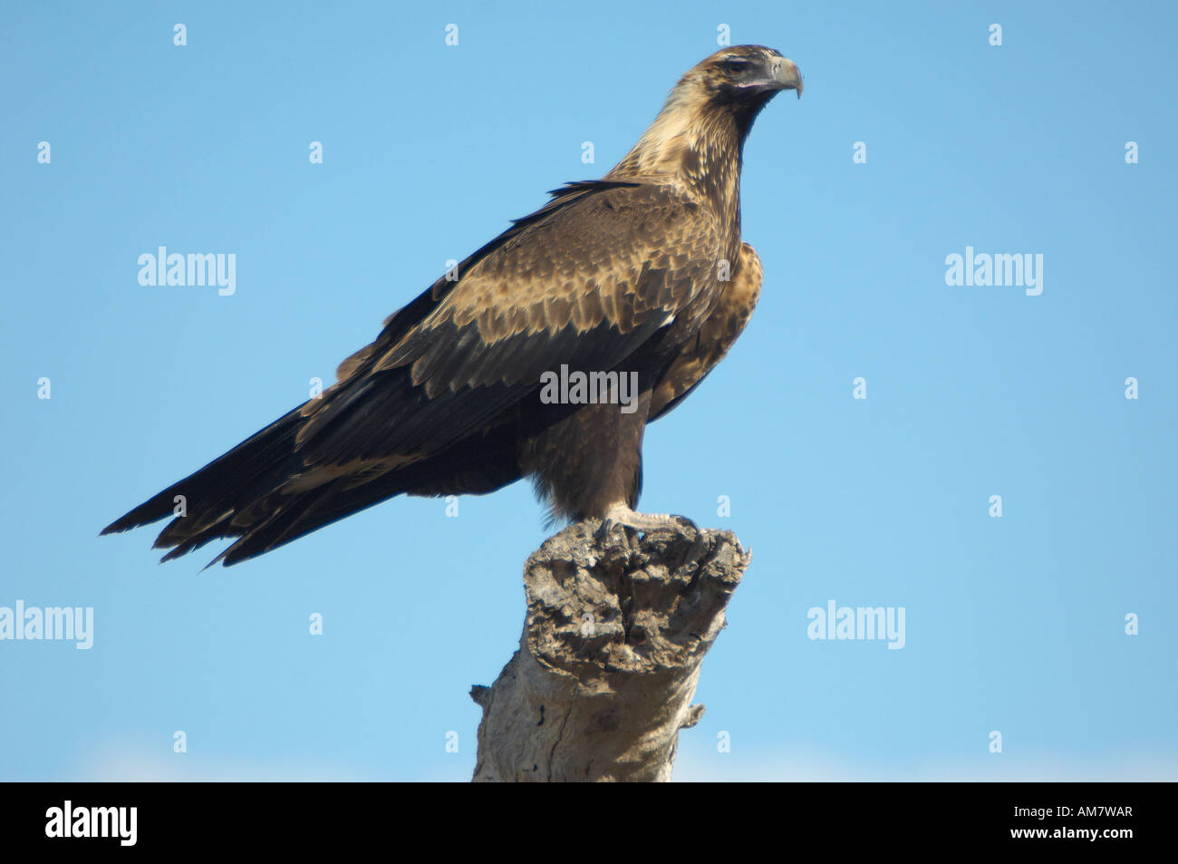Juvenile wedge tailed eagle hi-res stock photography and images - Alamy