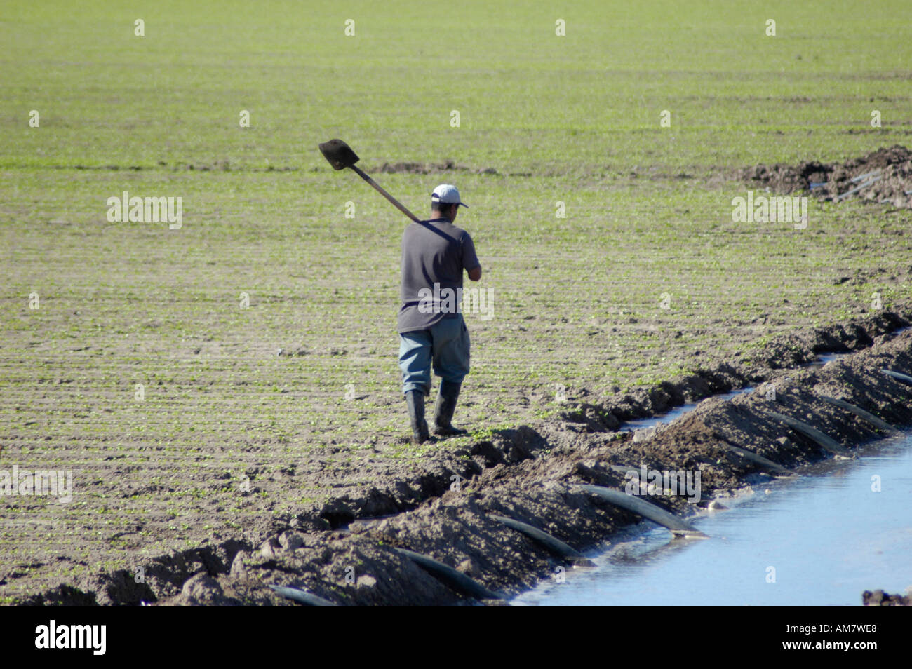 Desert irrigation in southwest Arizona for farming with Colorado River ...