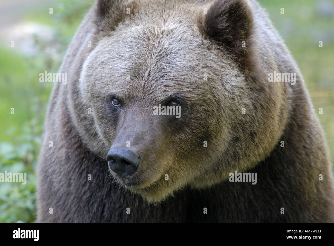 Head of a brown bear, grizzly Stock Photo - Alamy