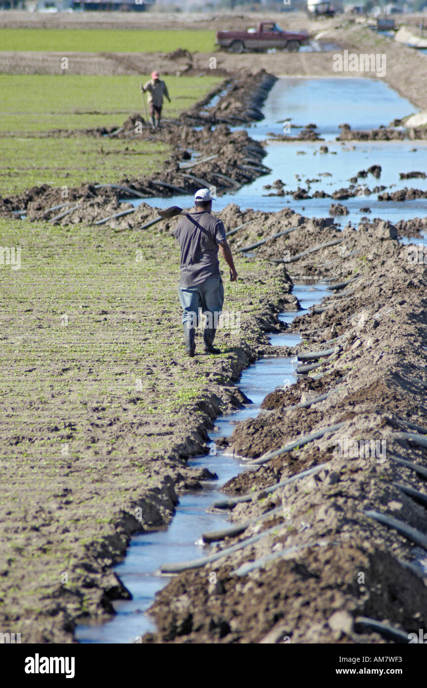 Desert irrigation in southwest Arizona for farming with Colorado River ...