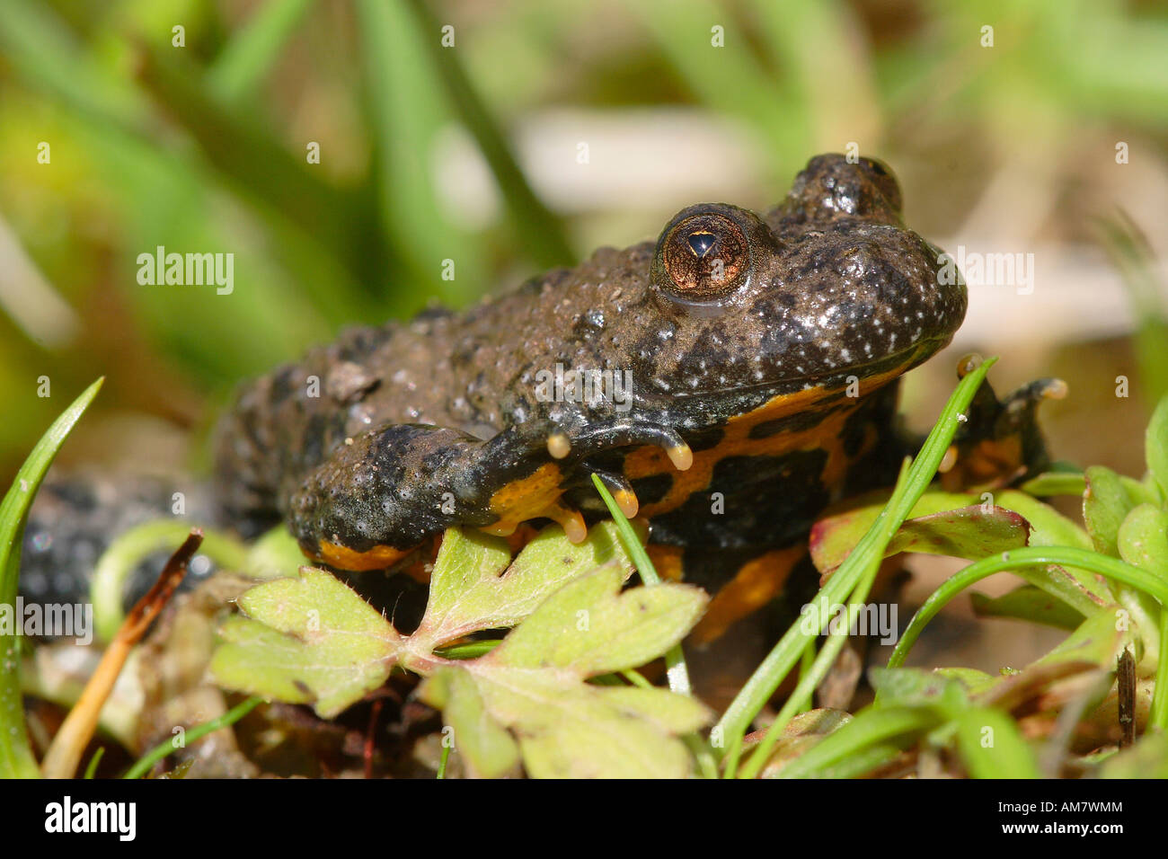 Yellow-bellied toad (Bombina variegata Stock Photo - Alamy