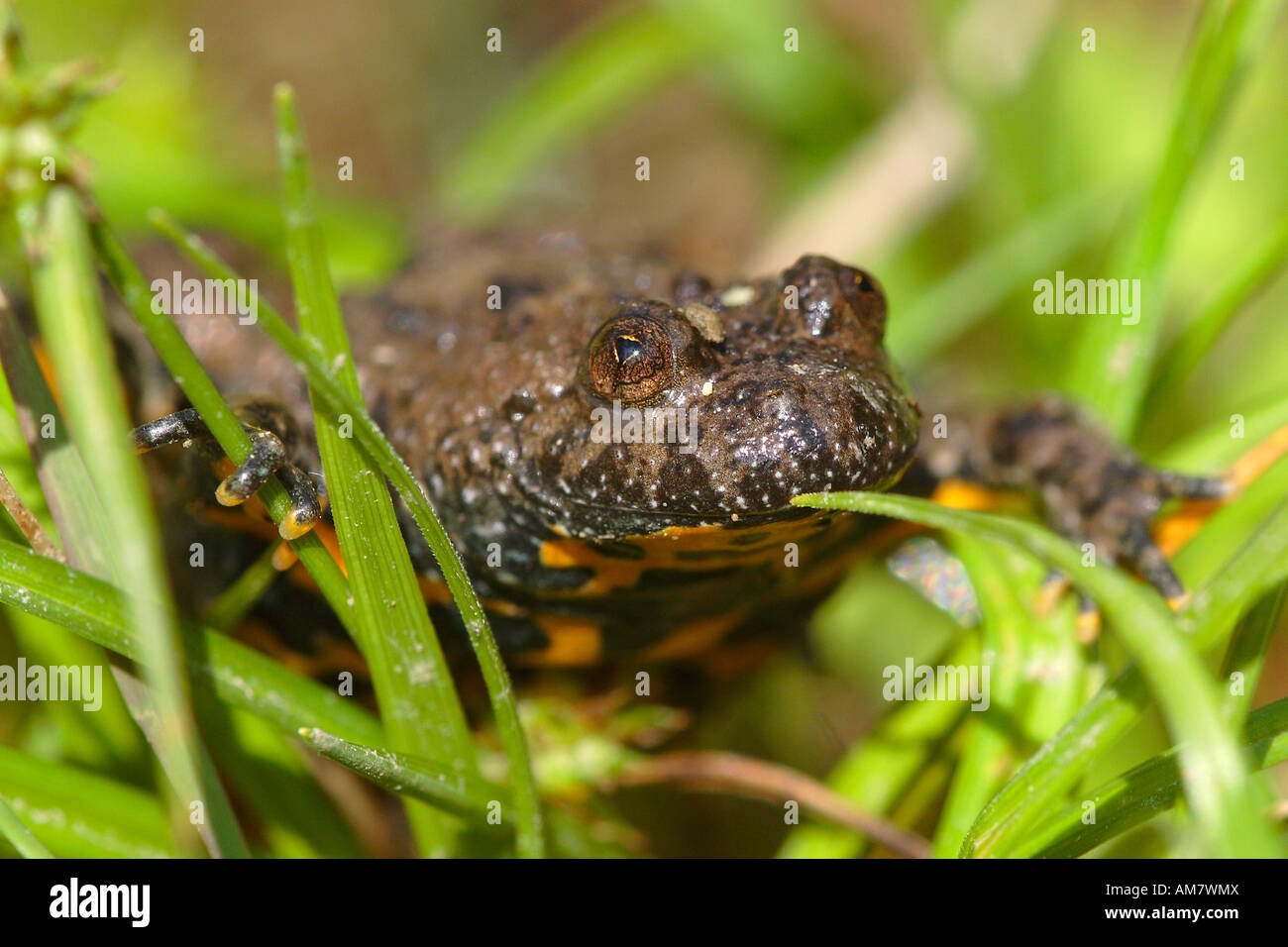 Yellow-bellied toad (Bombina variegata Stock Photo - Alamy