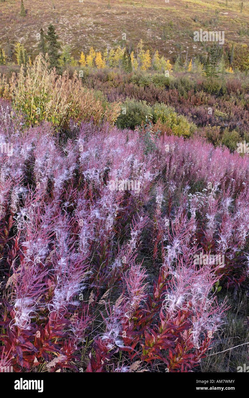 Red fireweed at Tombstone Territorial Park, Dempster Highway, Yukon ...
