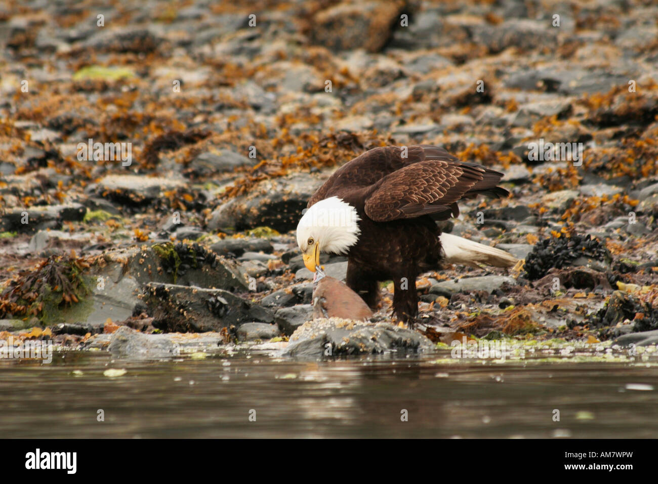 Bald eagle fish hi-res stock photography and images - Alamy
