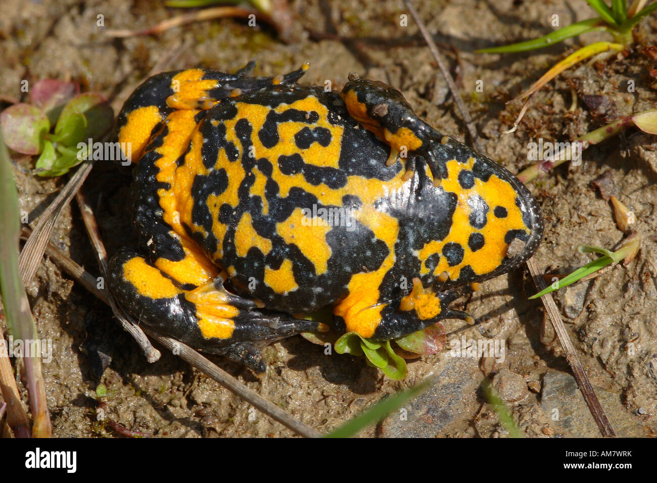 Yellow-bellied toad (Bombina variegata Stock Photo - Alamy
