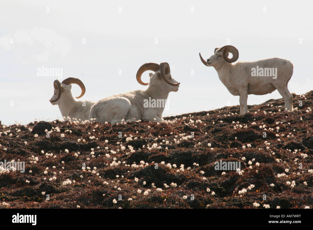 Male Dall Sheep proper, Ovis dalli dalli, Yukon Territory, Kanada Stock ...