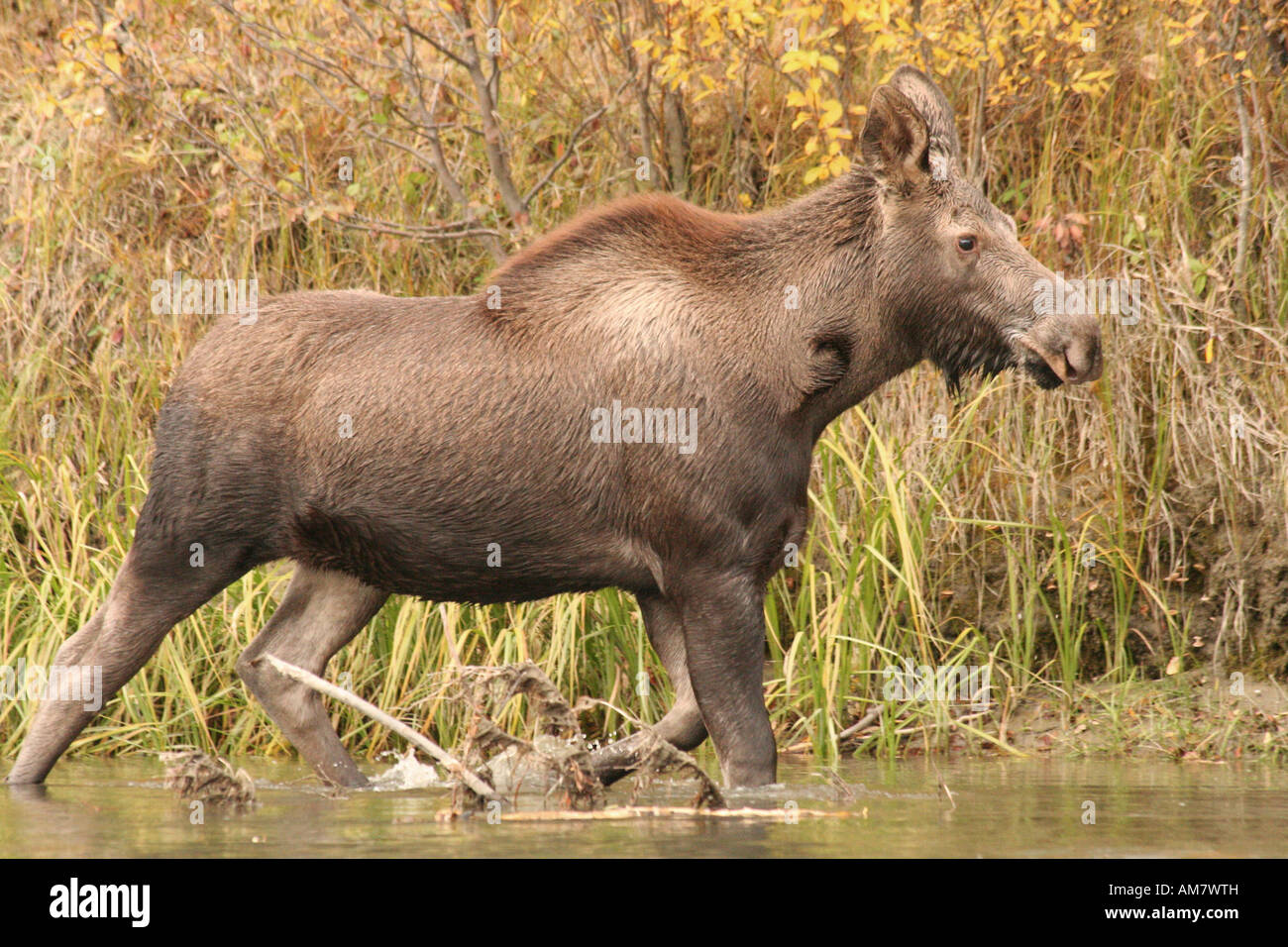 Moose canada hi-res stock photography and images - Alamy
