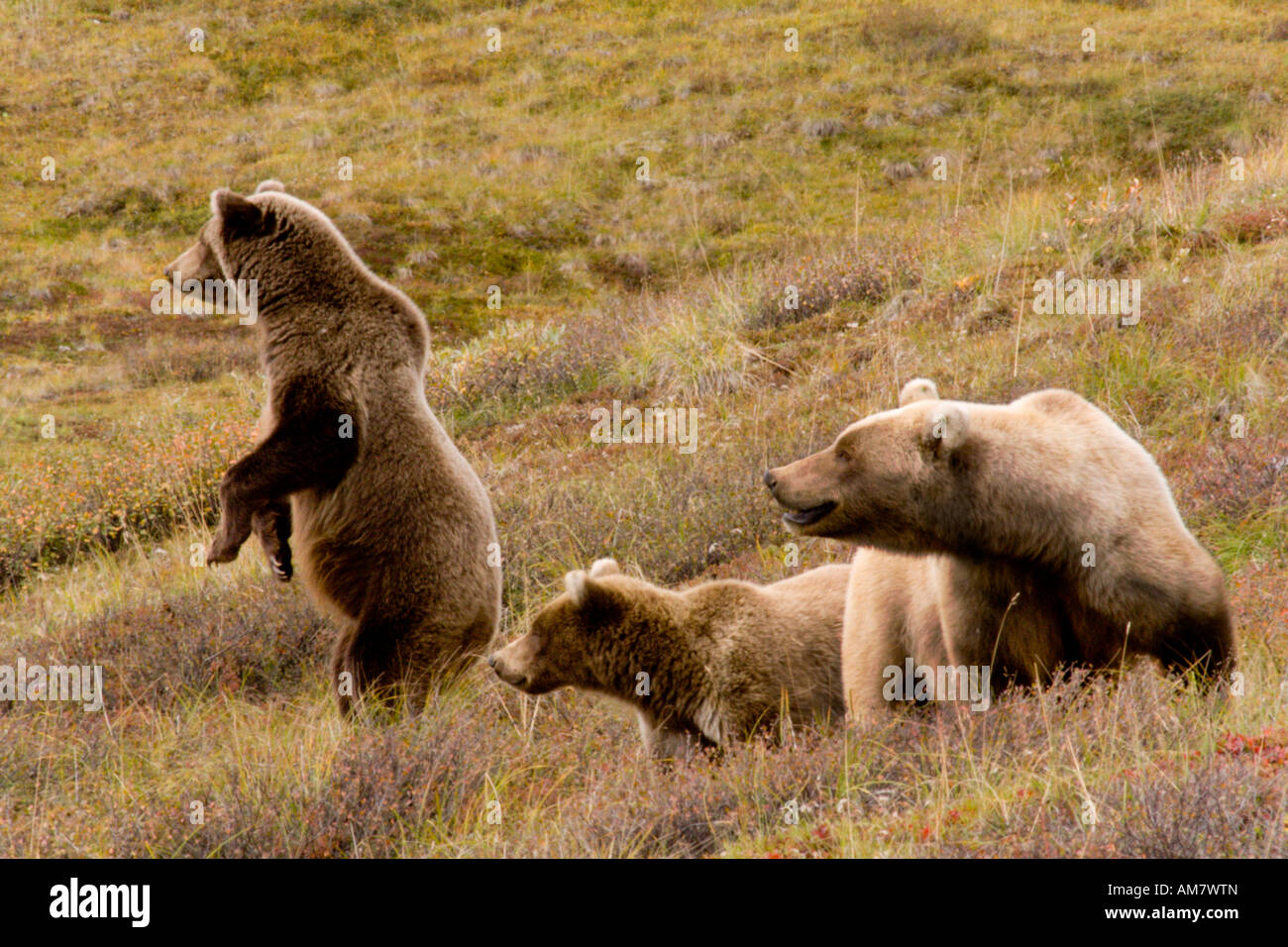 Grizzly bear, Ursus arctos horribilis, female and adolescent bears ...