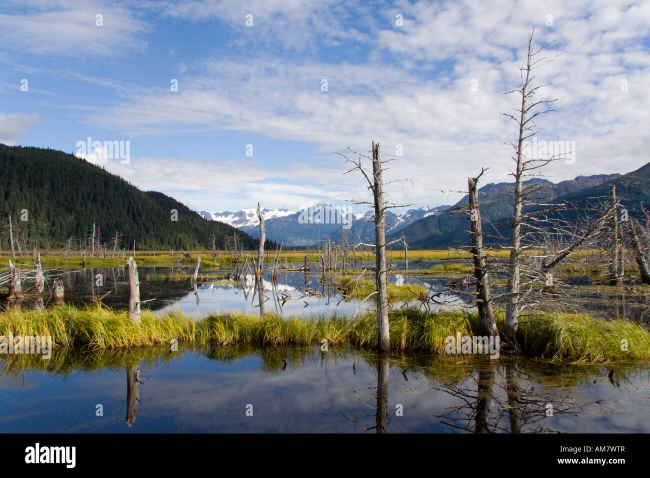 Plants in swamp hi-res stock photography and images - Alamy