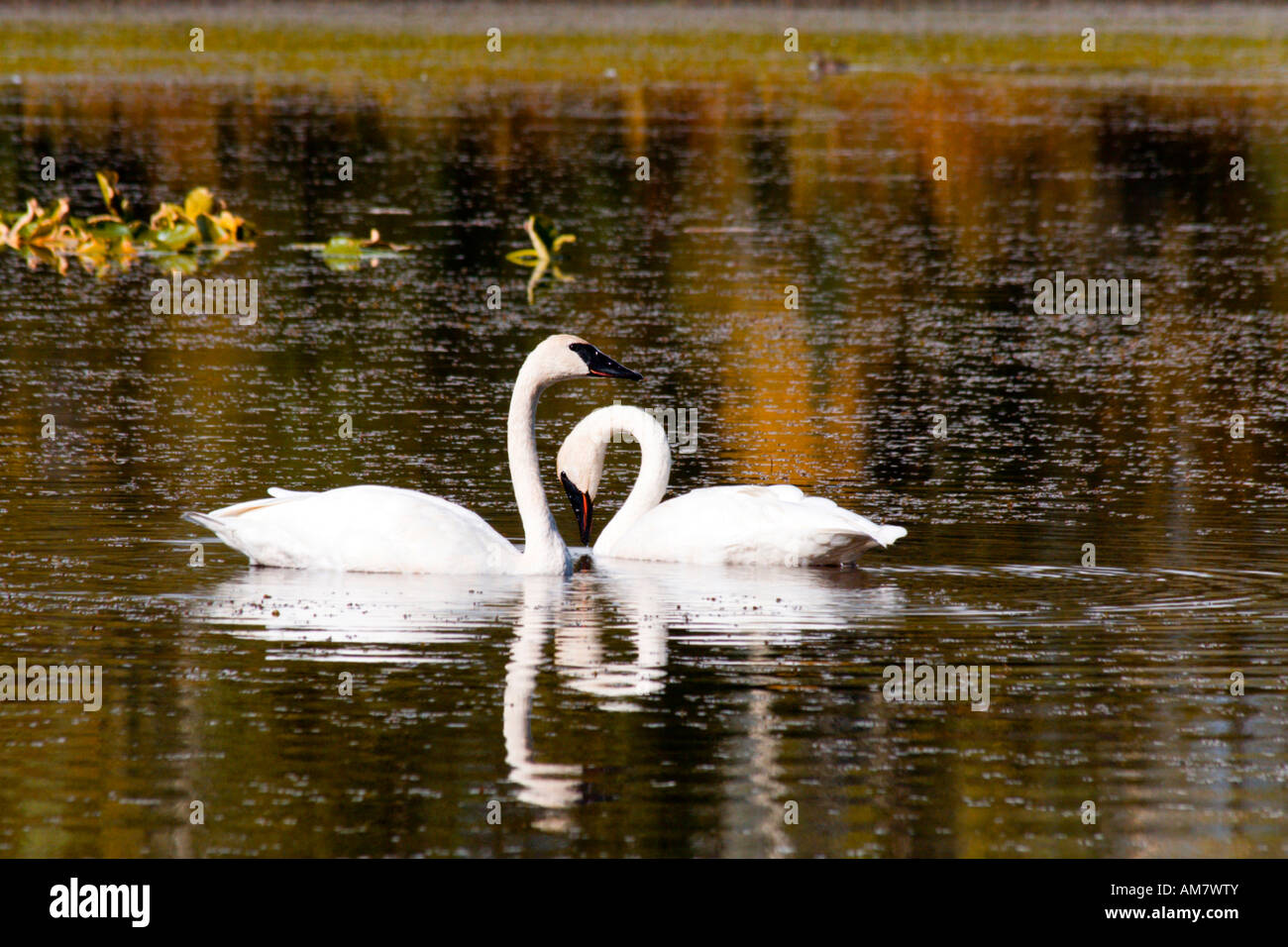 Trumpeter Swans, Cygnus buccinator, Tok, Alaska, USA Stock Photo - Alamy