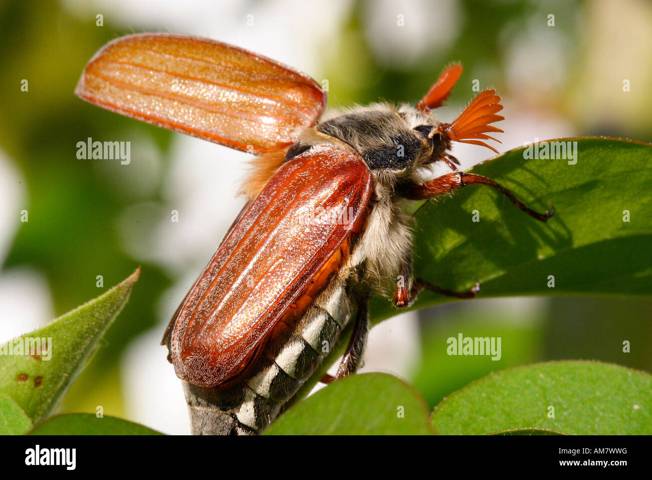 Melolontha hippocastani hi-res stock photography and images - Alamy