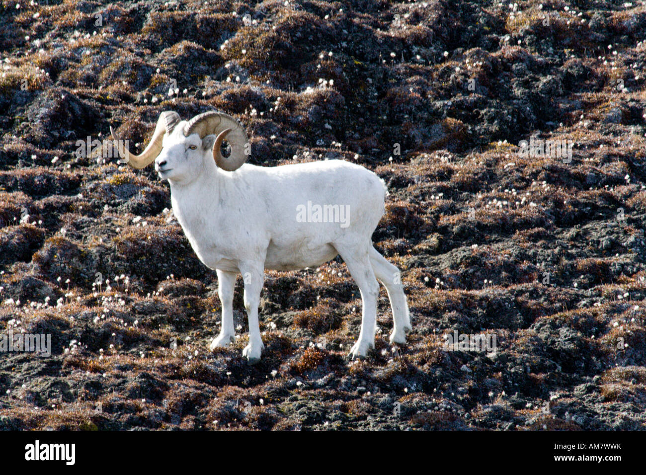 Dall Sheep, Ovis dalli, male, Yukon Territory, Canada Stock Photo - Alamy
