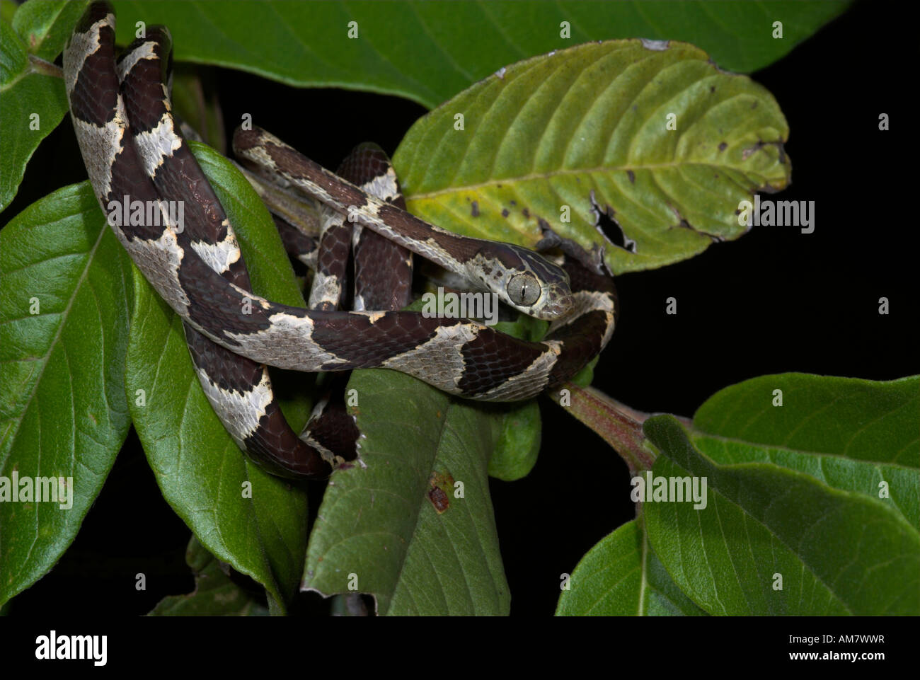 Blunt Headed Tree Snake Imantodes cenchoa Iquitos Peru Stock Photo - Alamy