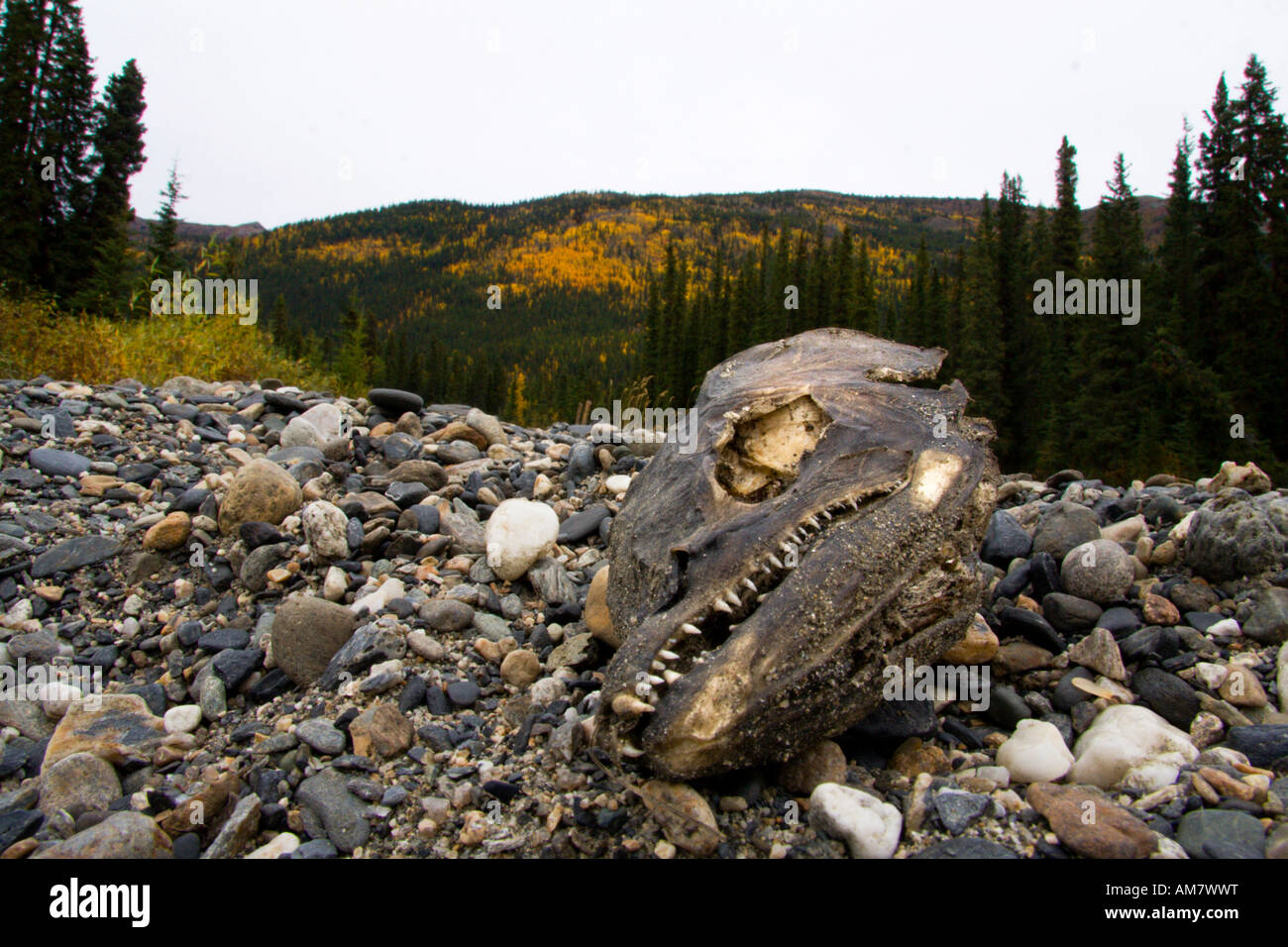 Fish head, salmon, Alaska, USA Stock Photo - Alamy