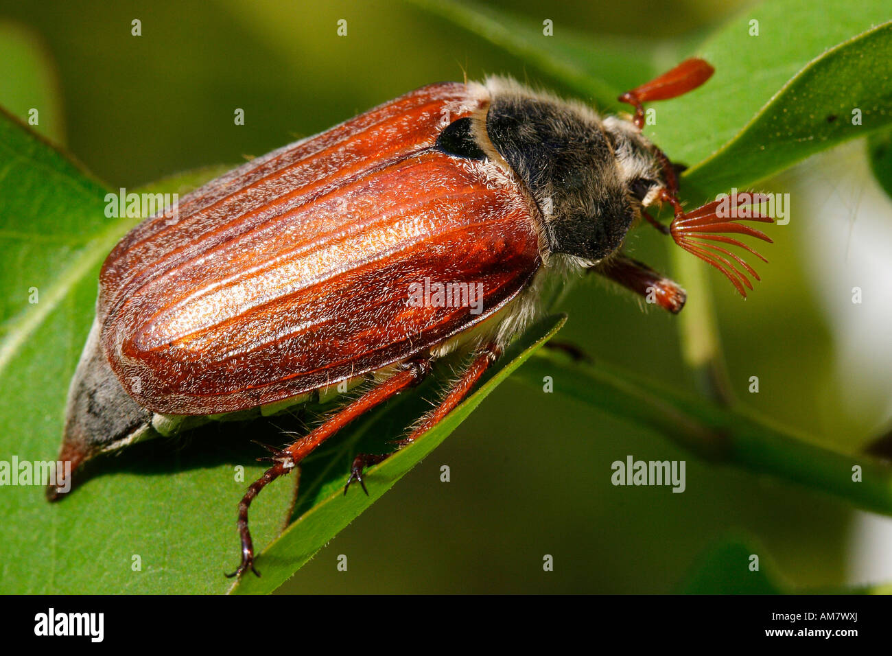 Cockchafer (Melolontha hippocastani Stock Photo - Alamy