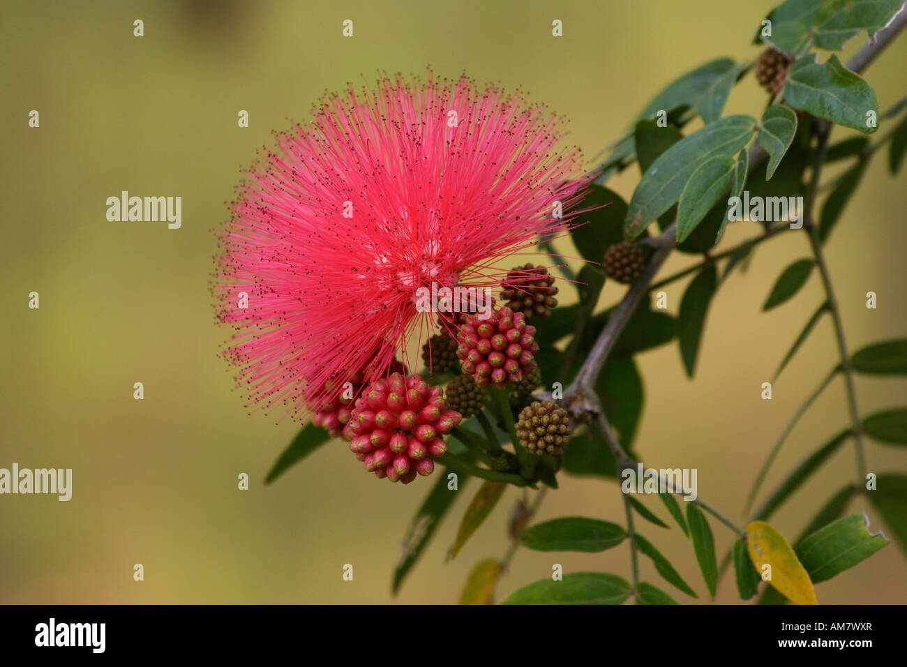 Calliandra tree hi-res stock photography and images - Alamy