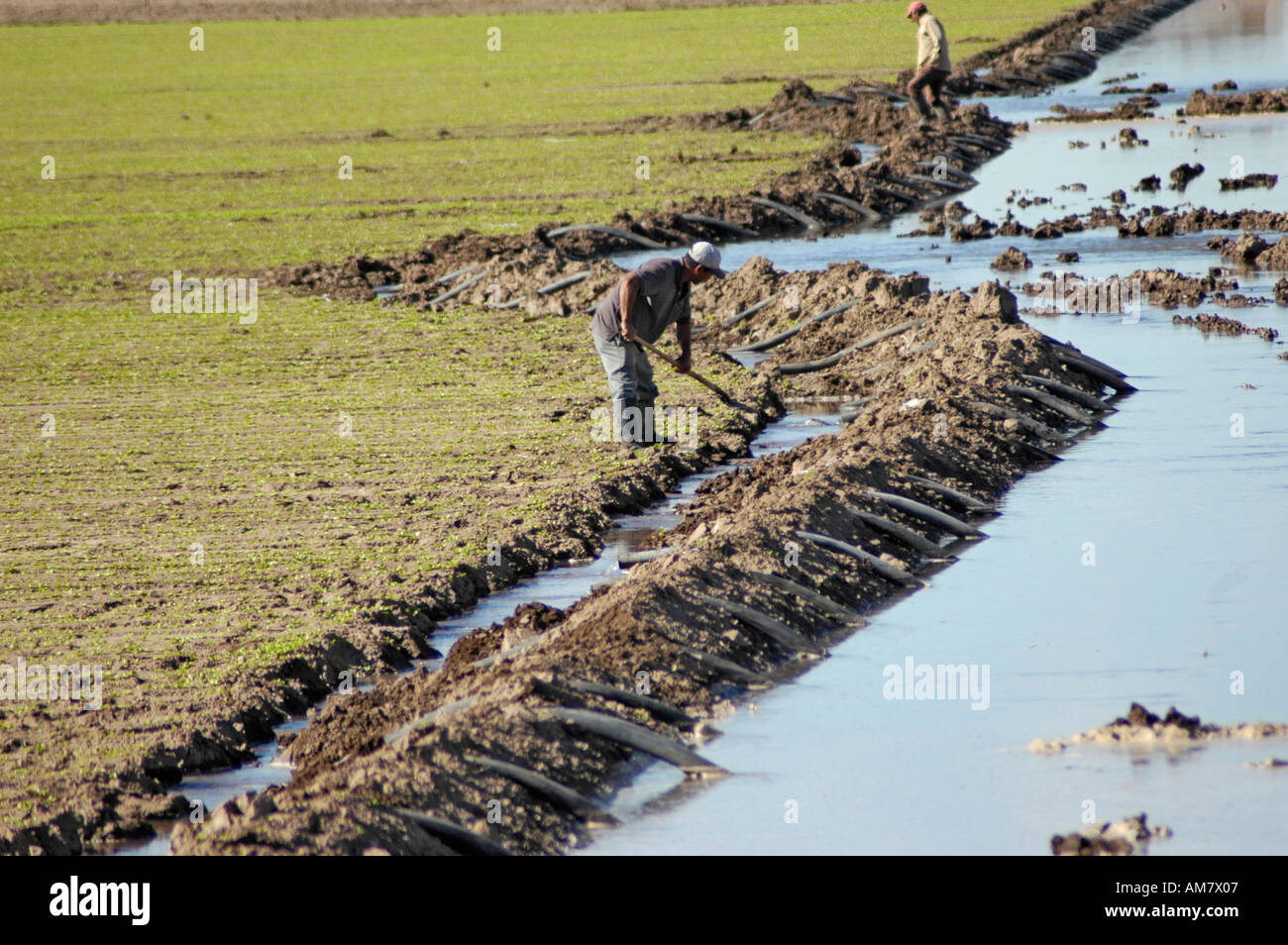Desert irrigation in southwest Arizona for farming with Colorado River ...