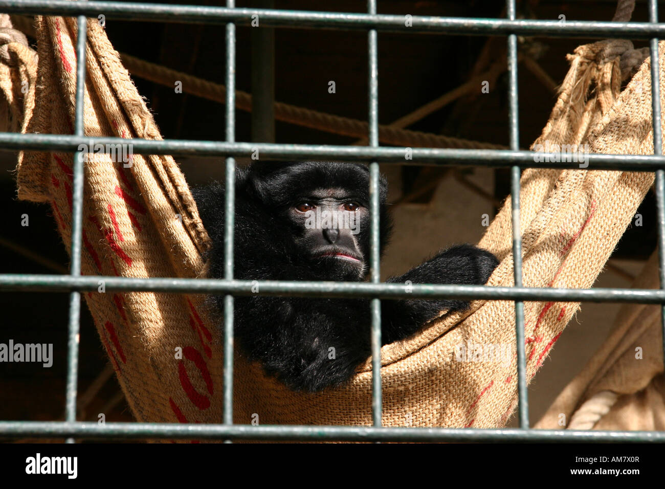 Ape in a cage, Zoo Stock Photo - Alamy