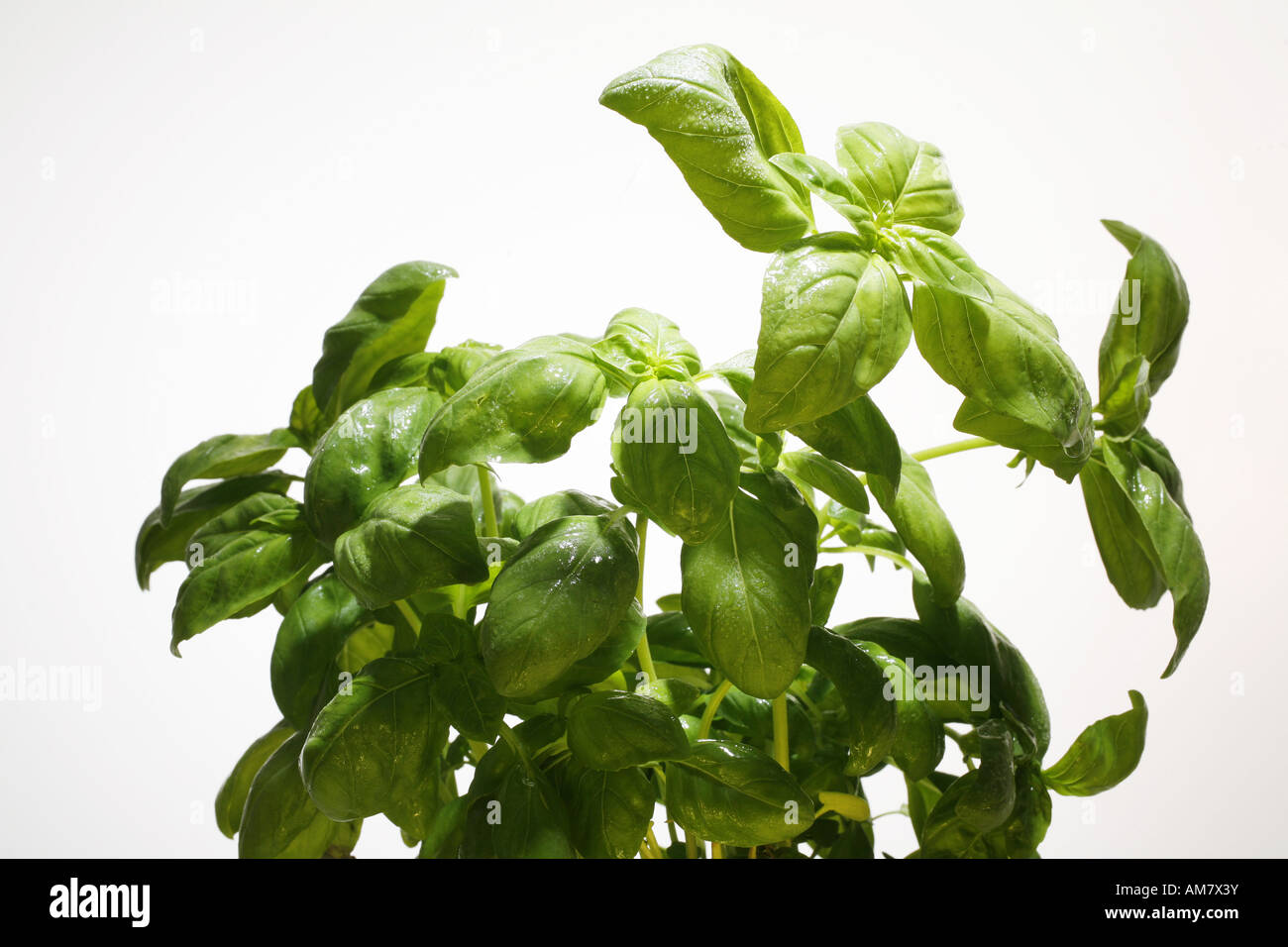 Fresh kitchen herbs, basil (Ocimum basilicum Stock Photo - Alamy