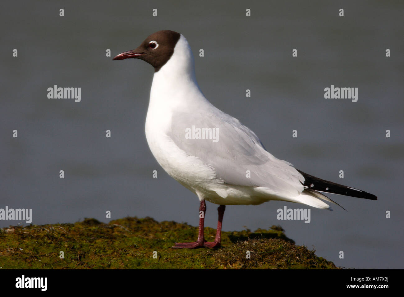 Black-headed gull (Larus ridibundus Stock Photo - Alamy